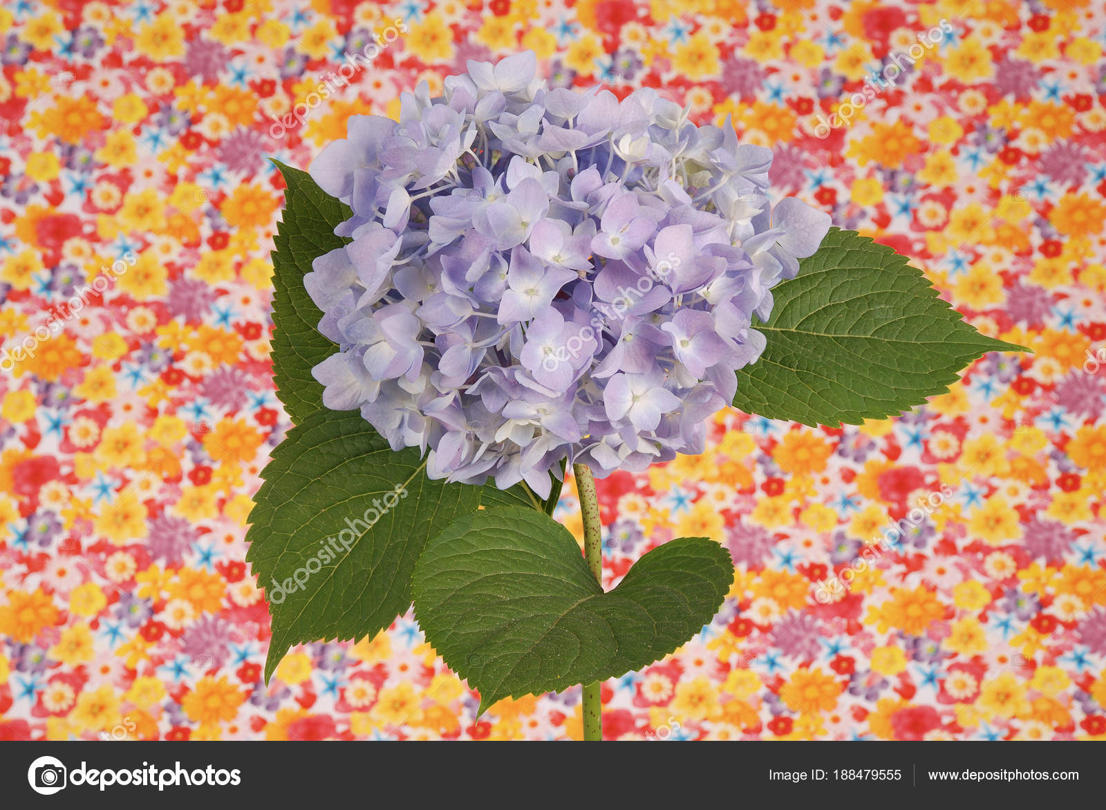 Blue hydrangea macrophylla — Stock Photo © akova777 #188479555