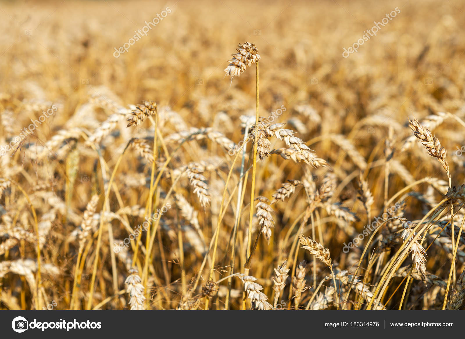 Grain field background, Wheat field. Stock Photo by ©Ivantsov 183314976