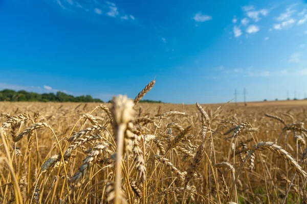 Grain field Stock Photos, Royalty Free Grain field Images | Depositphotos
