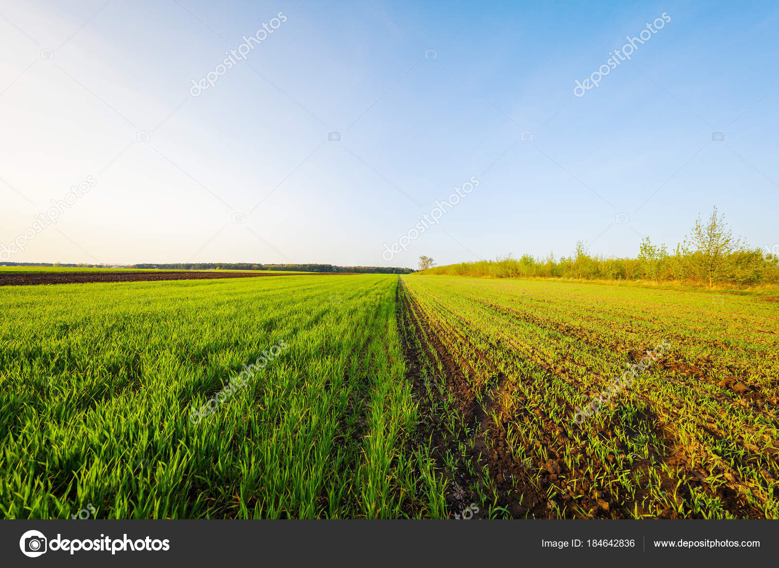 Nature Green Bright Field Summer Stock Photo by ©Ivantsov 184642836