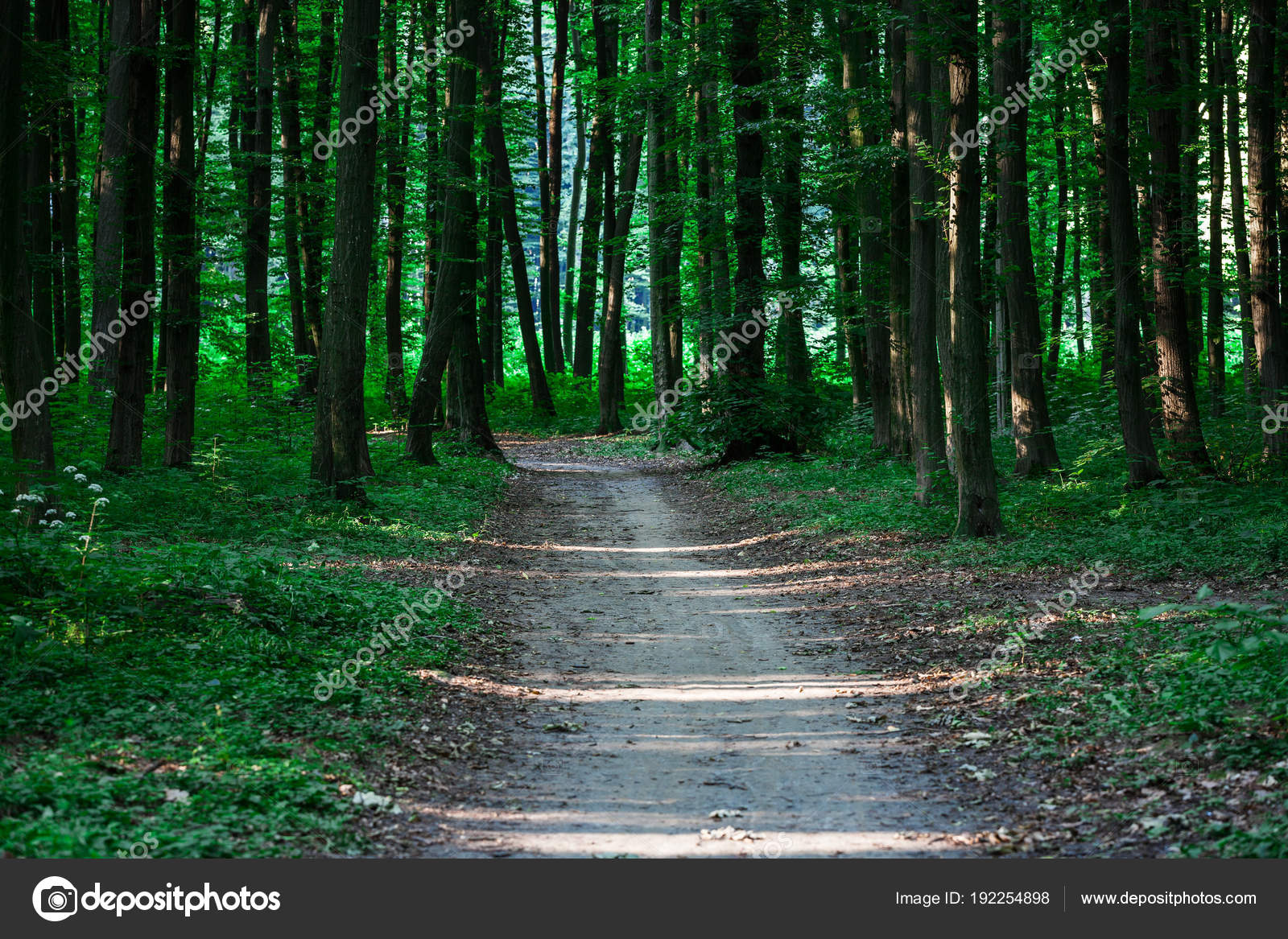 Beautiful Green Forest Nature Landscape Stock Photo by ©Ivantsov 192254898