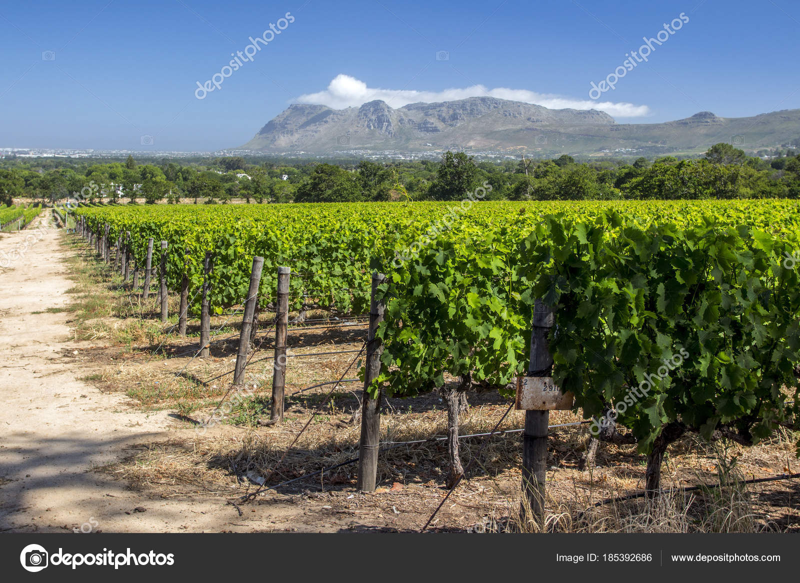 Grape Farm Cape Town South Africa — Stock Photo © avevstaf #185392686