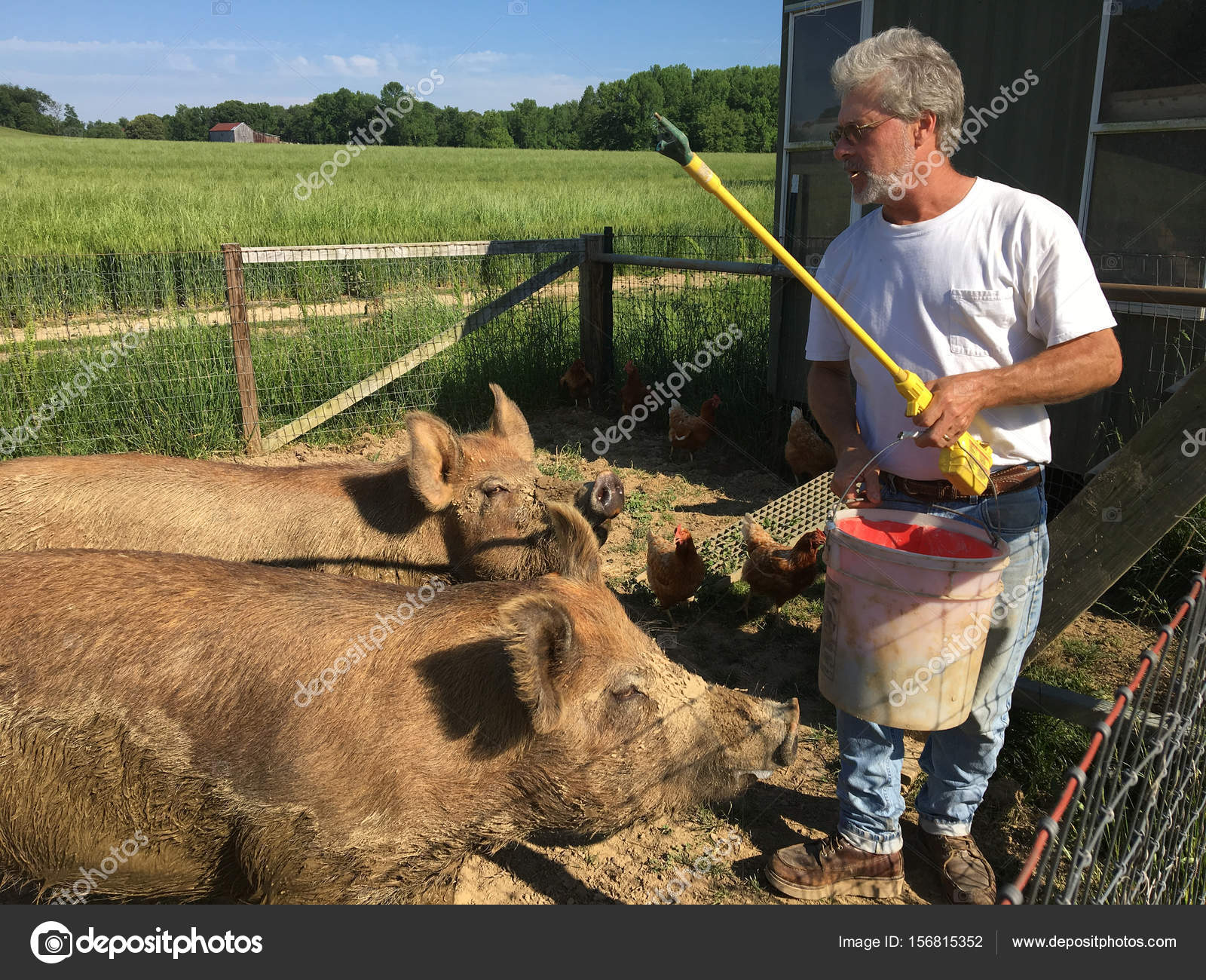 Farmer Feeding Pigs