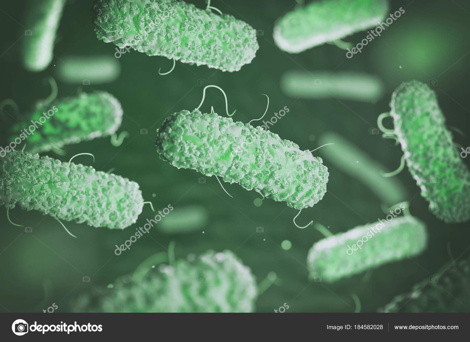 Gram Negative Bacilli E Coli