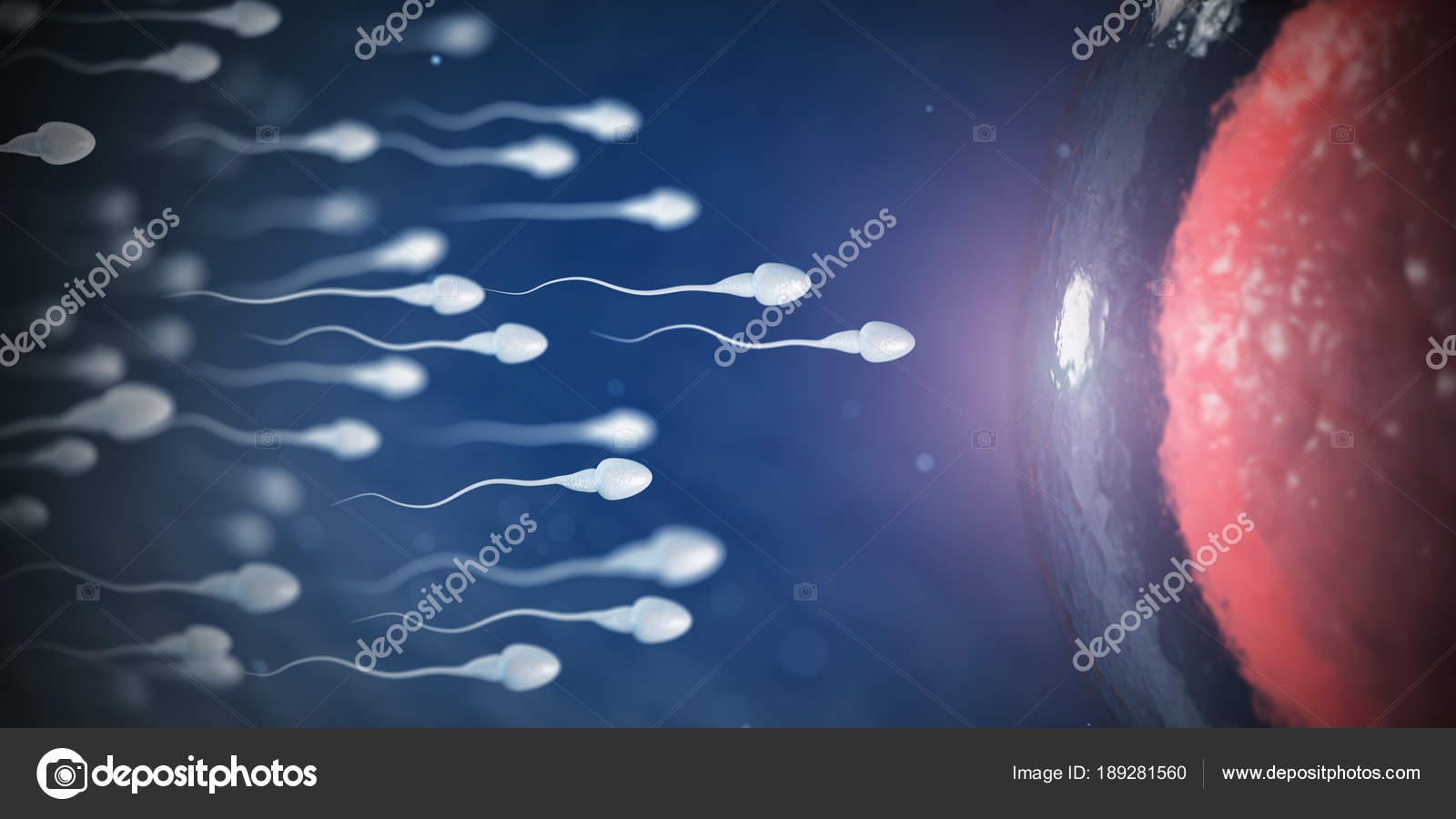 Sperm and egg cell on microscope. Scientific background. Stock Photo by ...