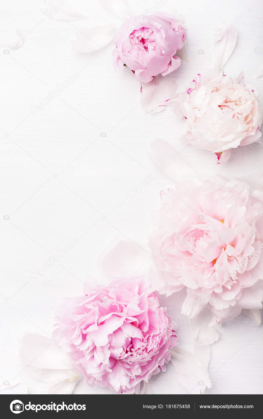 Beautiful pink peony flower background Stock Photo by ©duskbabe 181675458