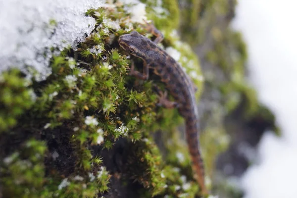 Climbing the salamanders Stock Photos, Royalty Free Climbing the ...