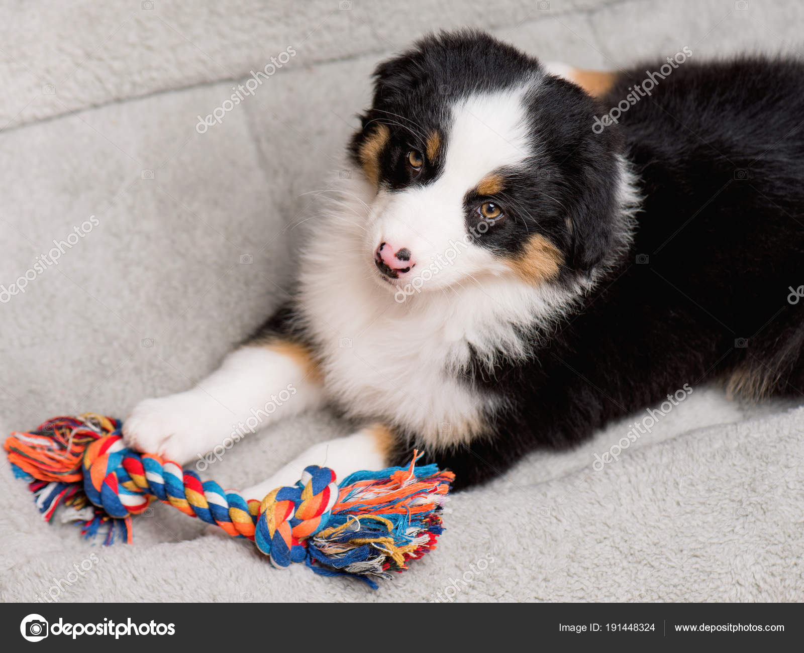 Aussie Puppies Black Tri