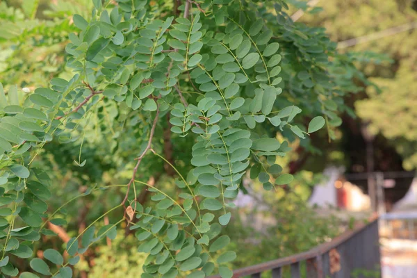 Arak tree Stock Photos, Royalty Free Arak tree Images | Depositphotos