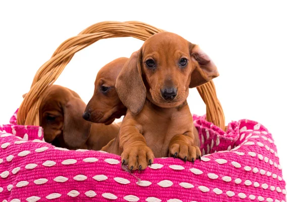 Baby dachshund Stock Photos, Royalty Free Baby dachshund Images ...