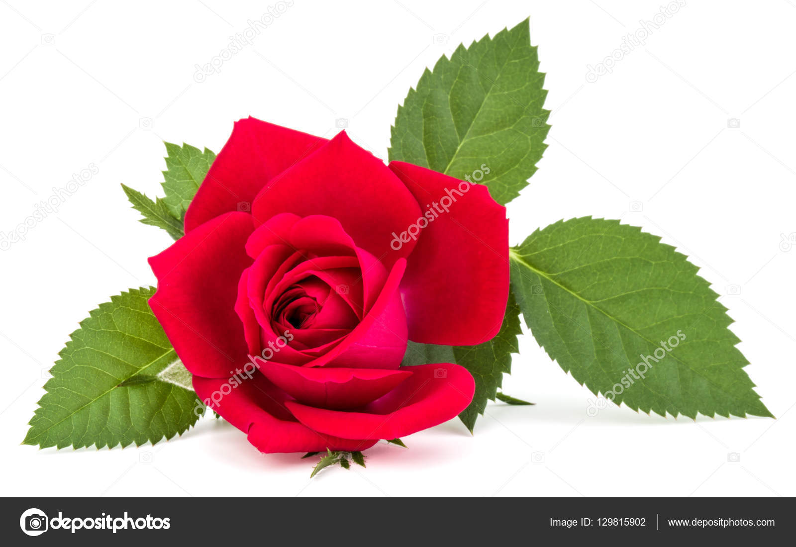 Red rose flower head Stock Photo by ©natika 129815902