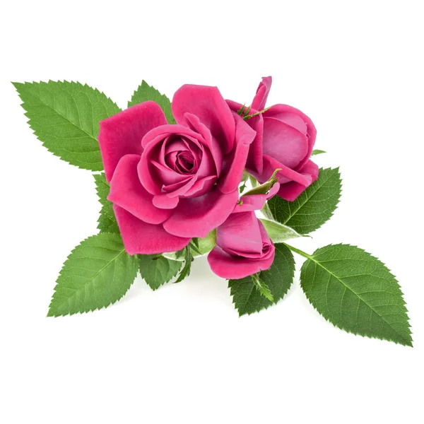 Pink rose flower heads Stock Photo by ©natika 131551586