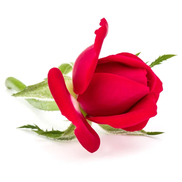 Red rose png Stock fotók, Red rose png Jogdíjmentes képek | Depositphotos