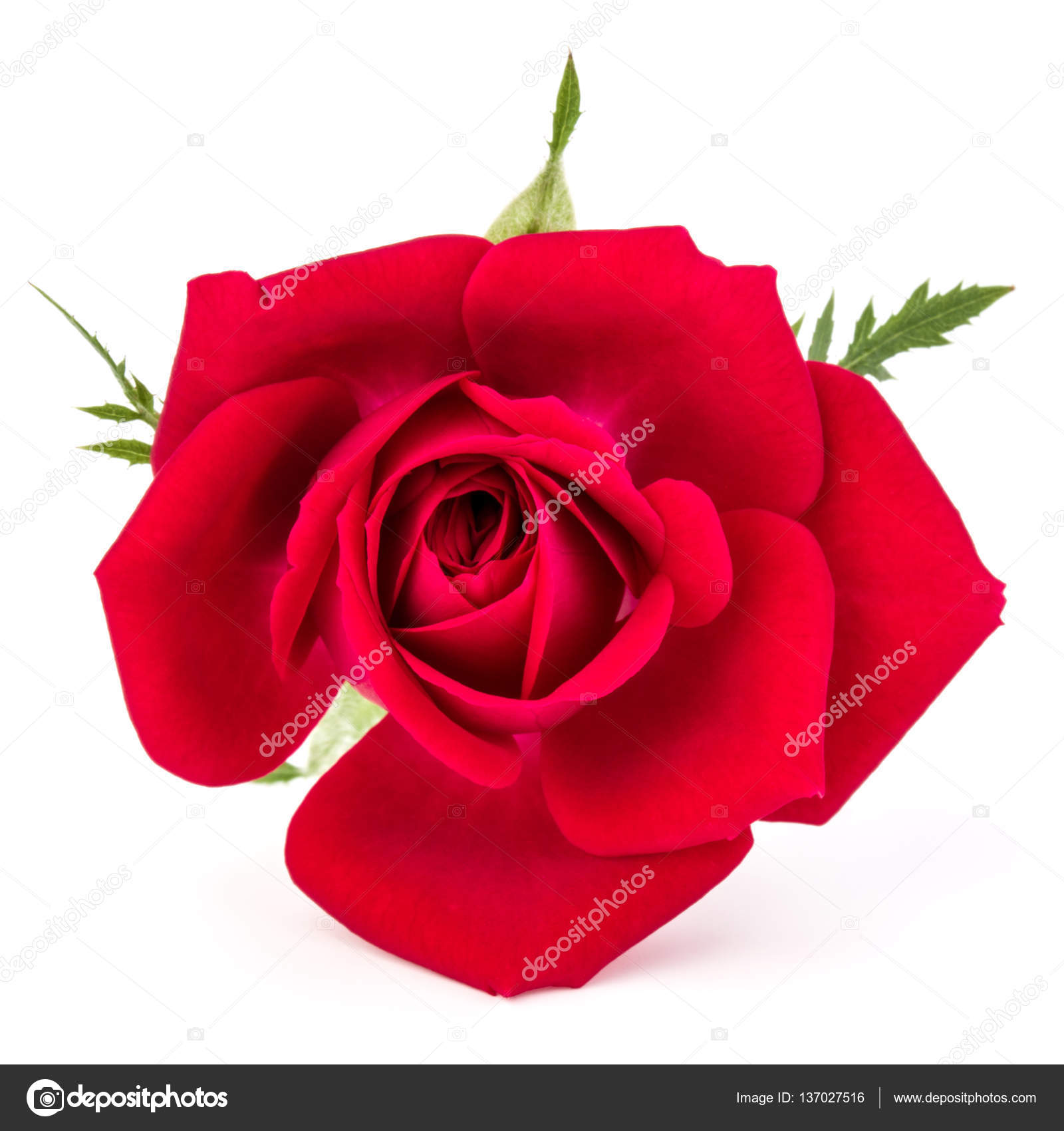 Single red rose Stock Photo by ©natika 137027516