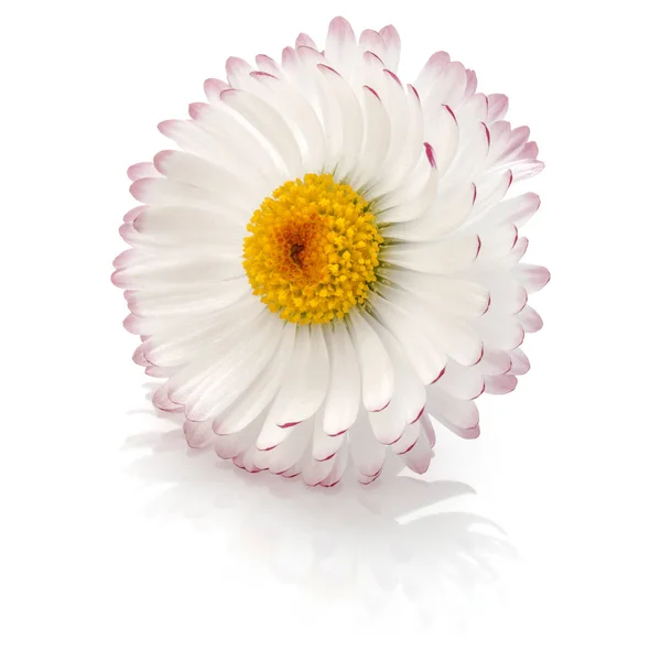 Beautiful single daisy flower isolated — Stock Photo © natika #126484982