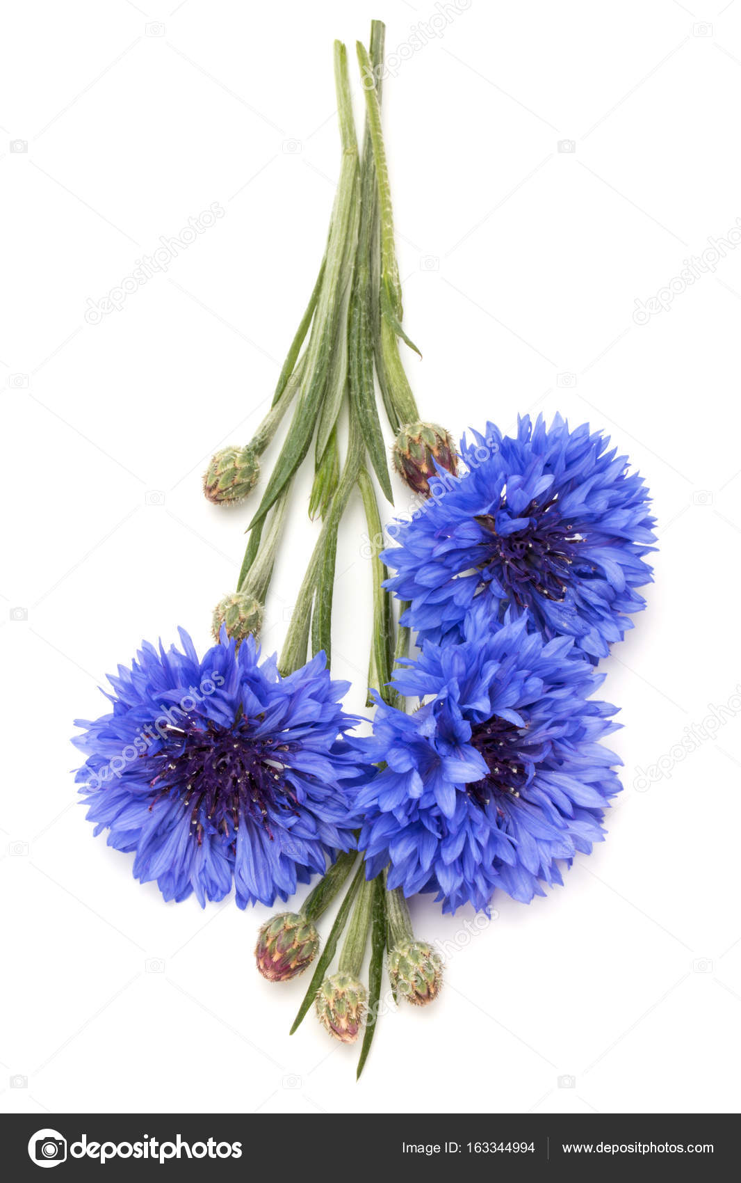 Bachelor button flower heads Stock Photo by ©natika 163344994