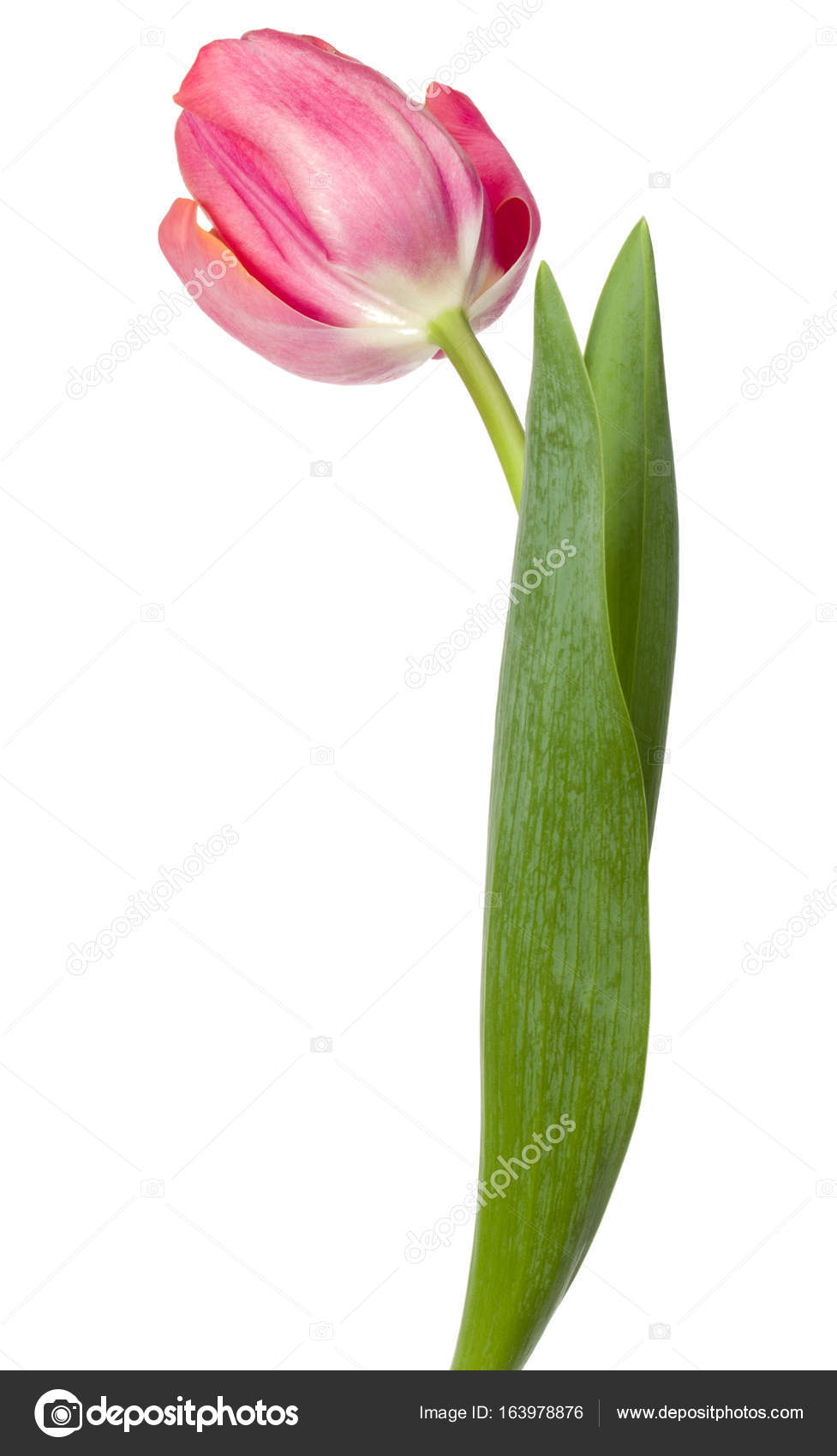 Single Pink Tulip