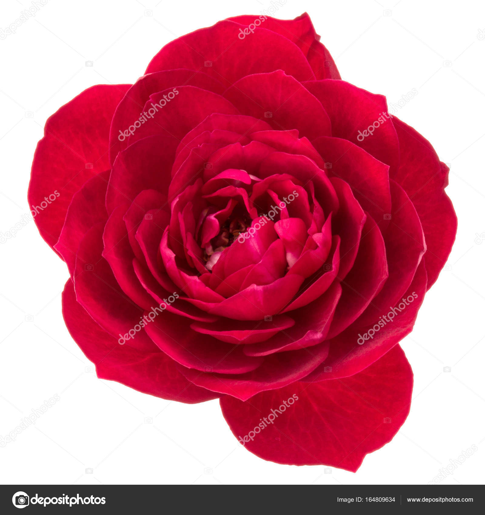 One red rose flower Stock Photo by ©natika 164809634
