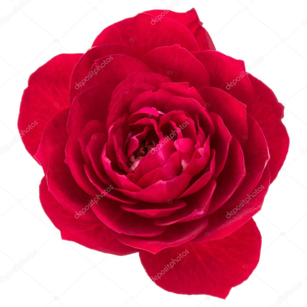 One red rose flower — Stock Photo © natika #164809634