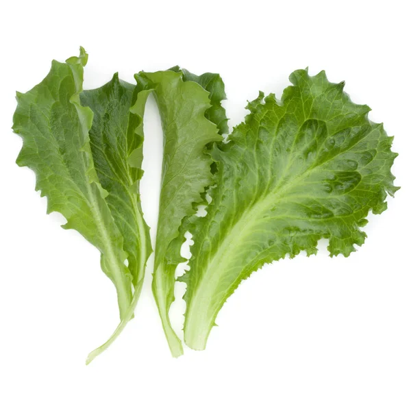 Curly escarole endive leaves — Stock Photo © jianghongyan #14495399