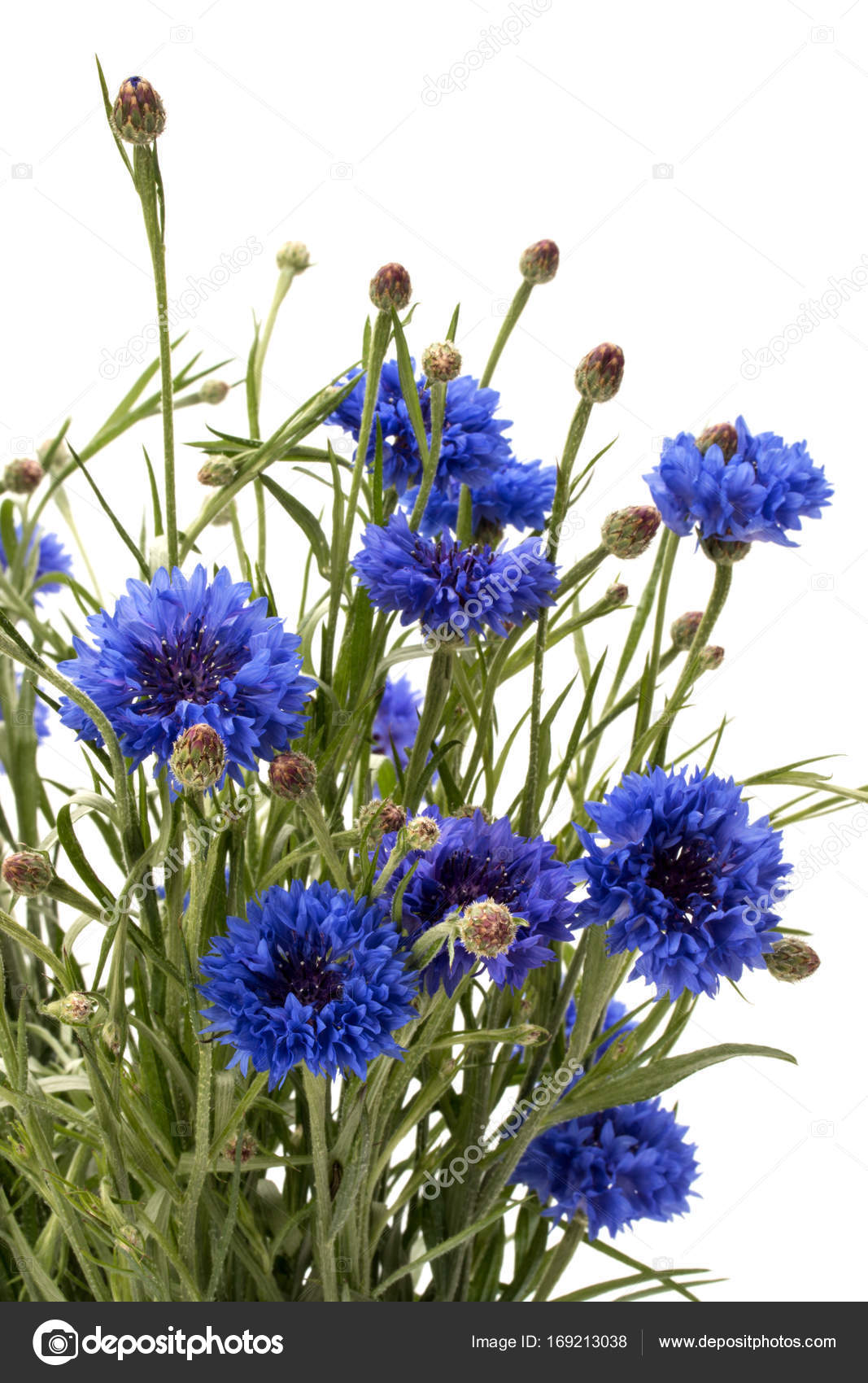 Blue Cornflowers bouquet Stock Photo by ©natika 169213038