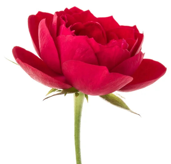 One Red Rose Flower Head Isolated White Background Cutout — Stock Photo ...
