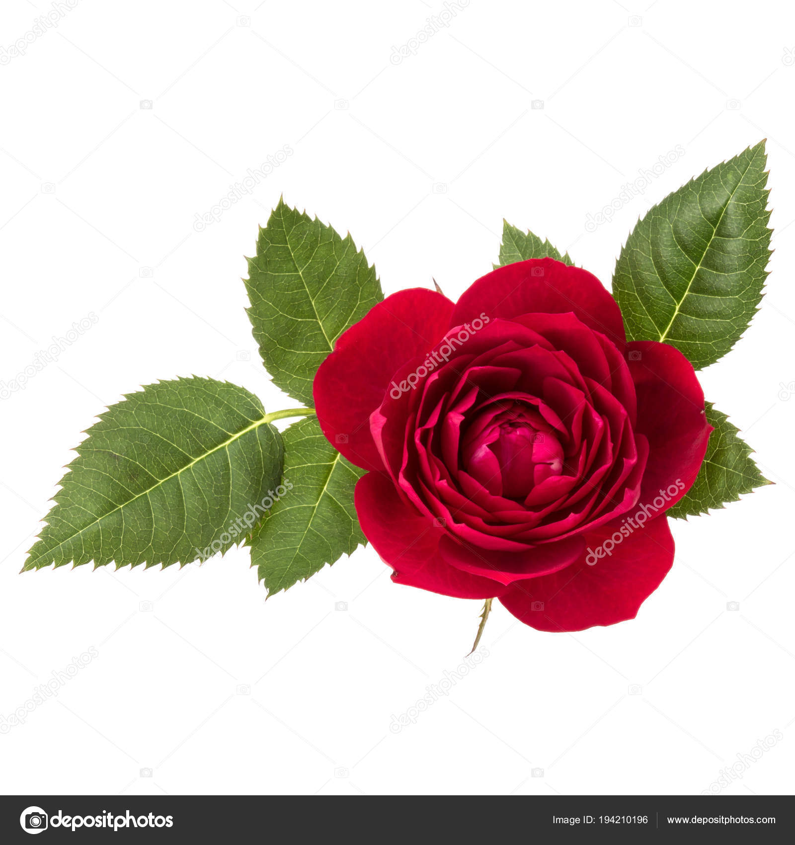 One Red Rose Flower Leaves Isolated White Background Stock Photo by ...
