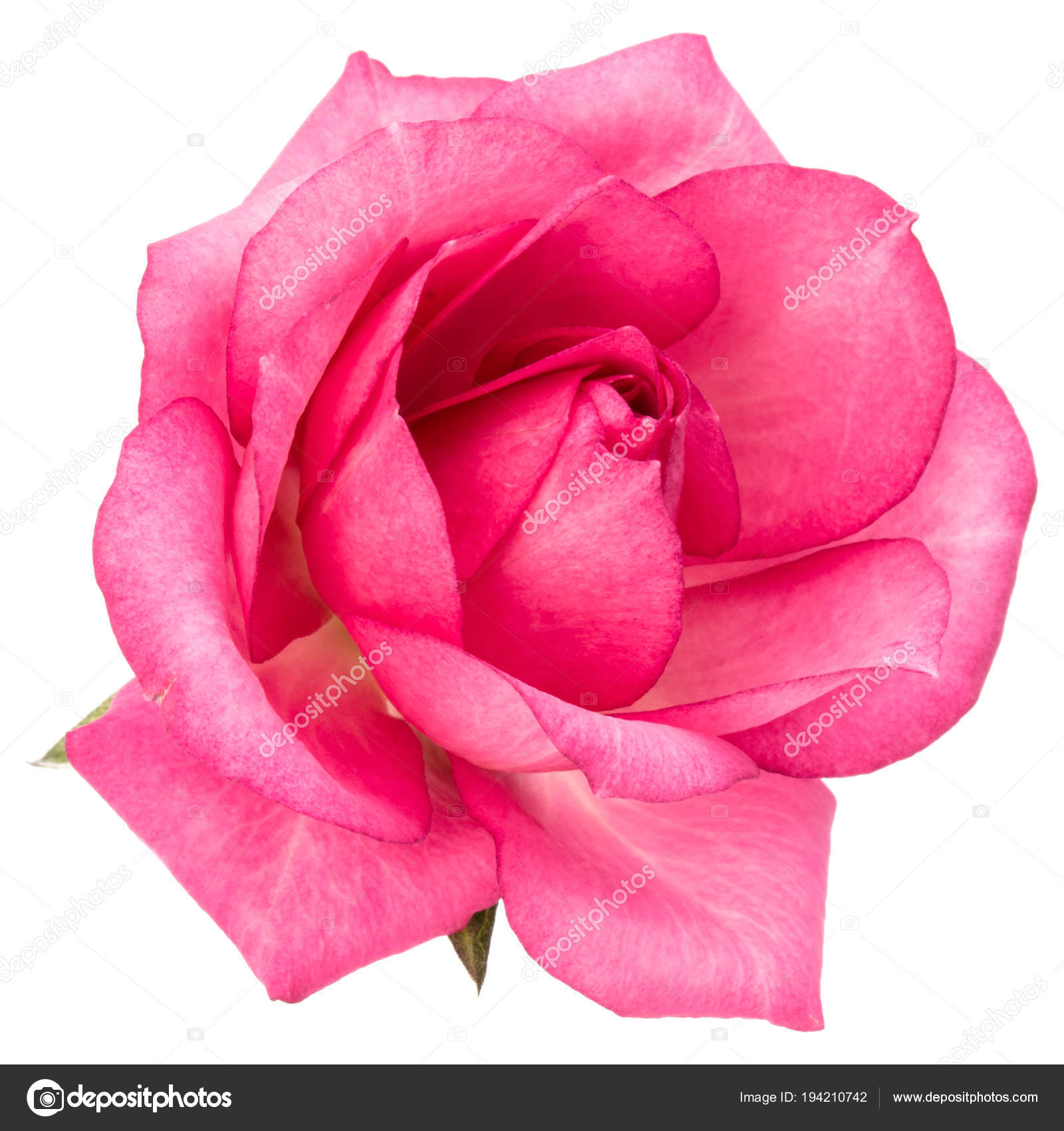 One Pink Rose Flower Isolated White Background — Stock Photo © natika ...