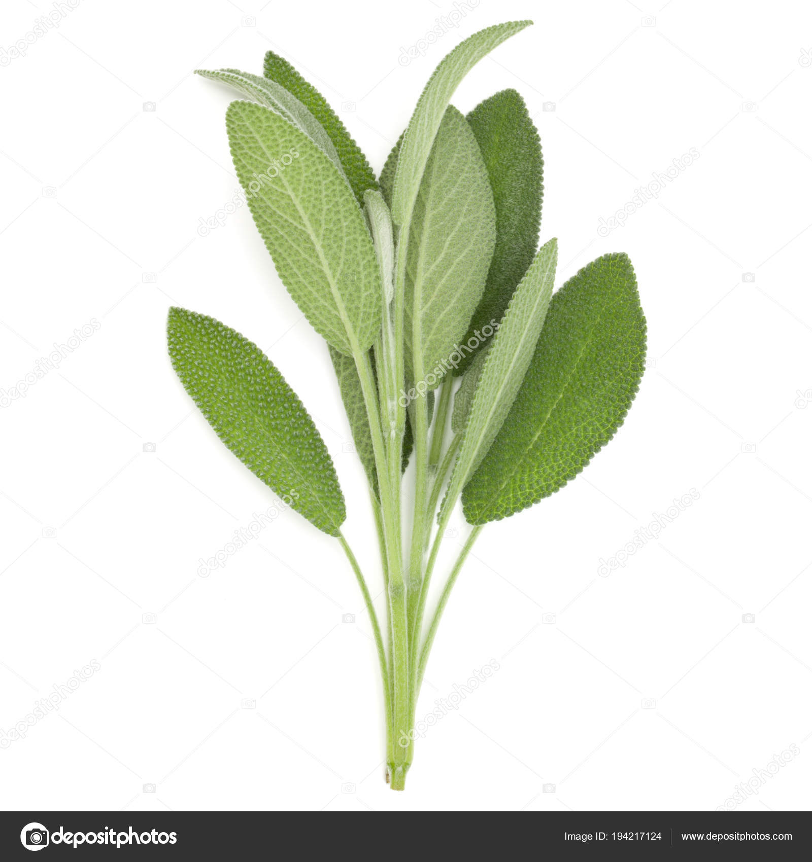Hojas Salvia Aisladas Sobre Fondo Blanco: fotografía de stock © natika ...