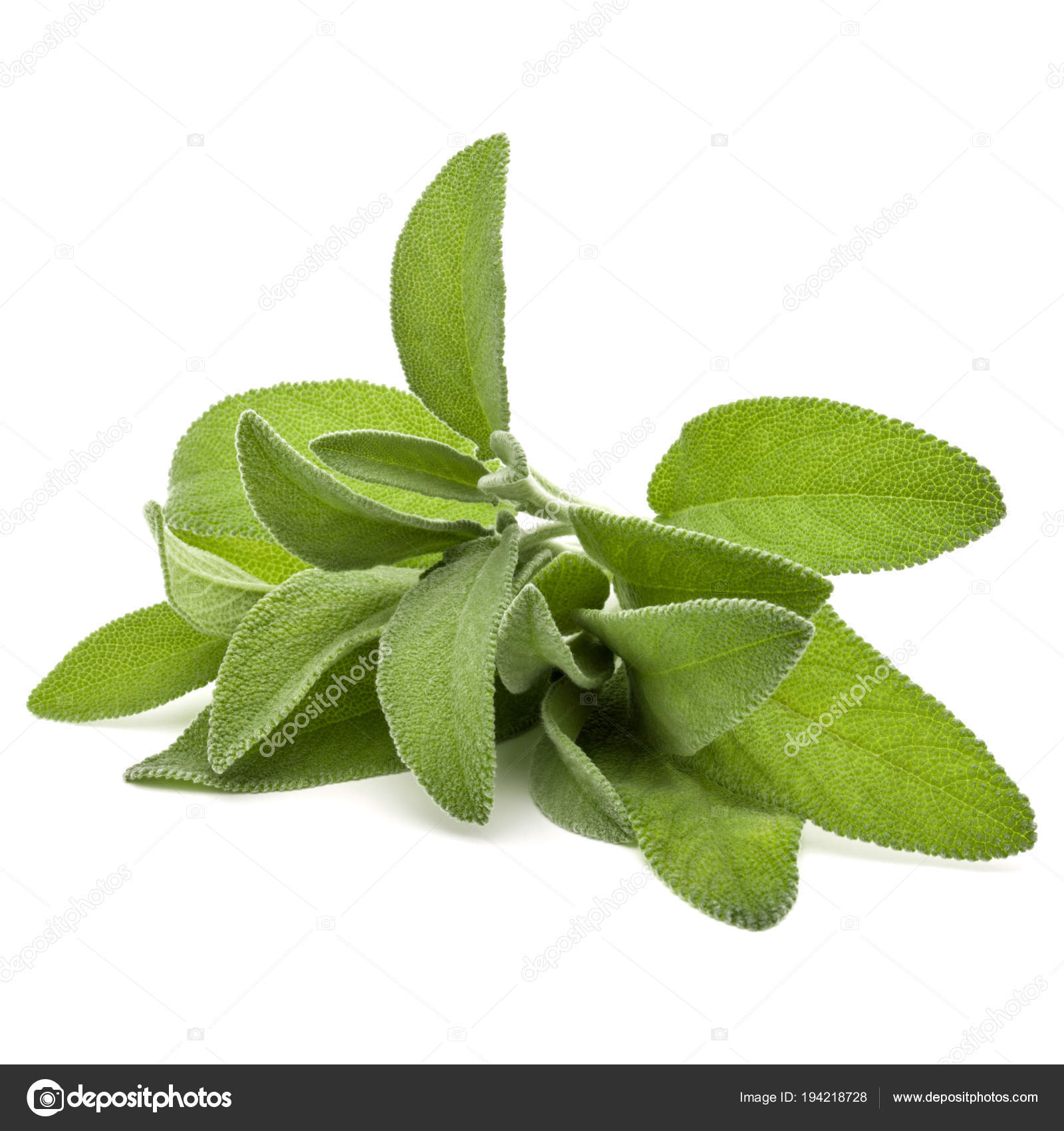 Hojas Salvia Aisladas Sobre Fondo Blanco — Foto de stock #194218728 ...