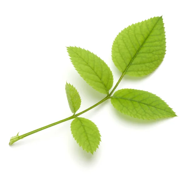 Green Rose Leaf Isolated White Background — Stock Photo © natika #194215720