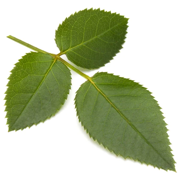 Green Rose Leaf Isolated White Background — Stock Photo © natika #194215720