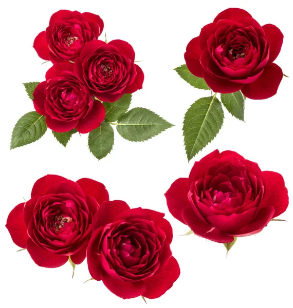 D rose background images libres de droit, photos de D rose background ...