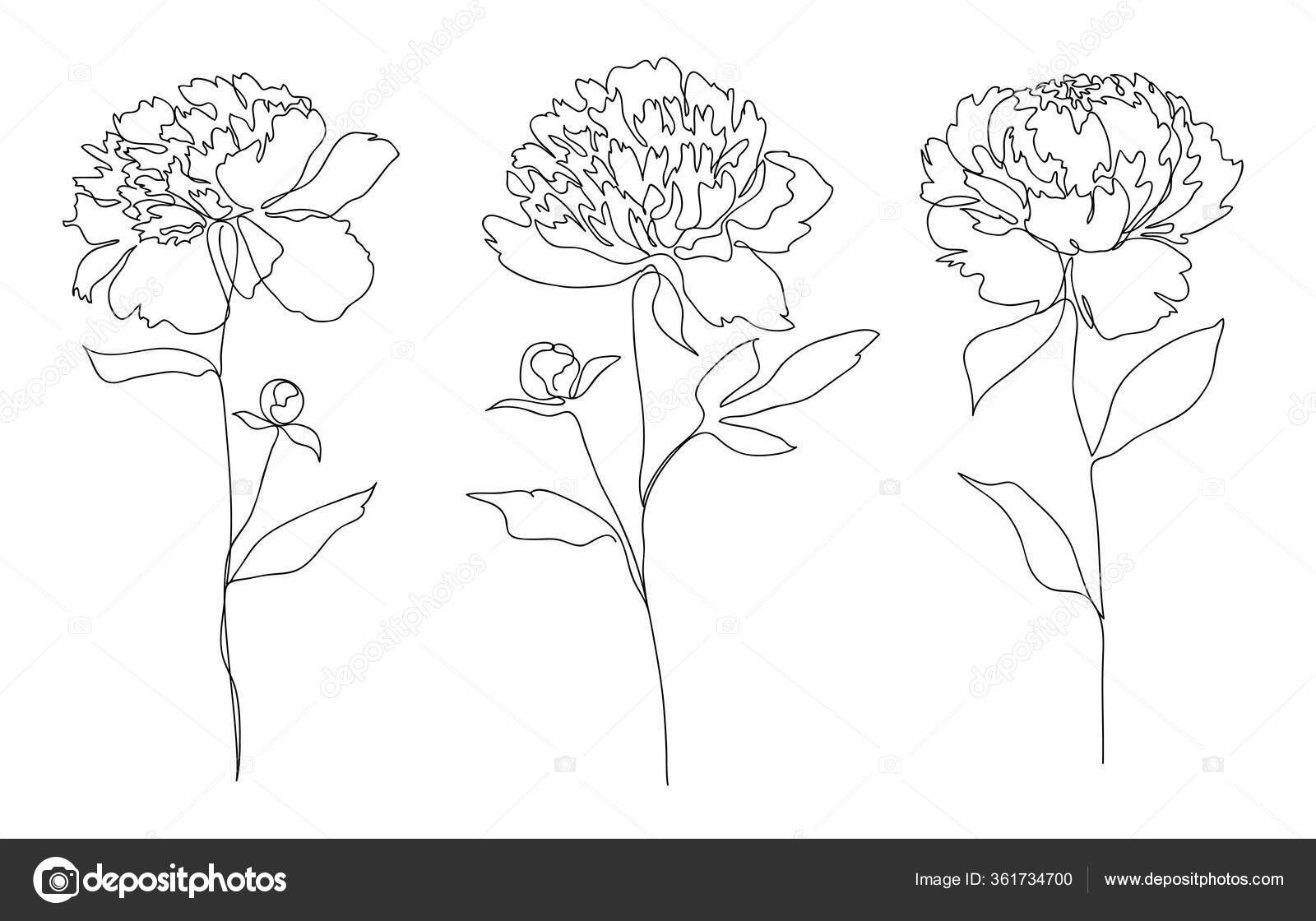 Beautiful Peony Flower Set Line Art Concept Design Continuous Line ...