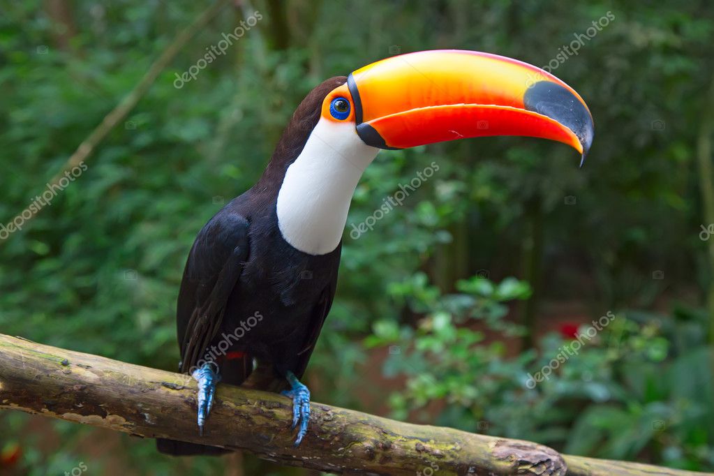 Colorful tucan in wild — Stock Photo © swisshippo #127161258