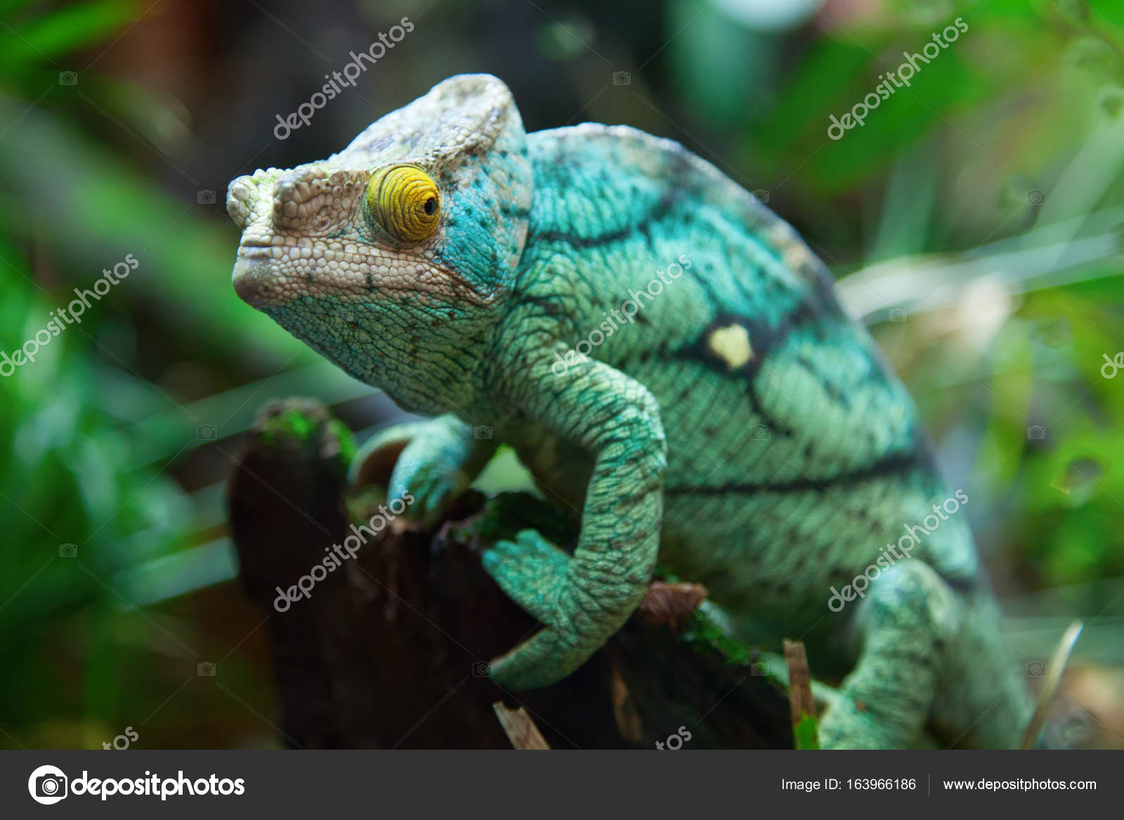 Хамелеон на зеленой траве стоковое фото ©swisshippo 163966186