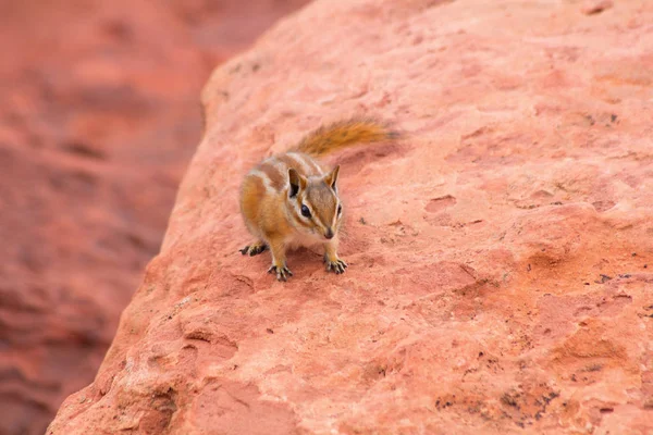 Utah chipmunk Stock Photos, Royalty Free Utah chipmunk Images ...
