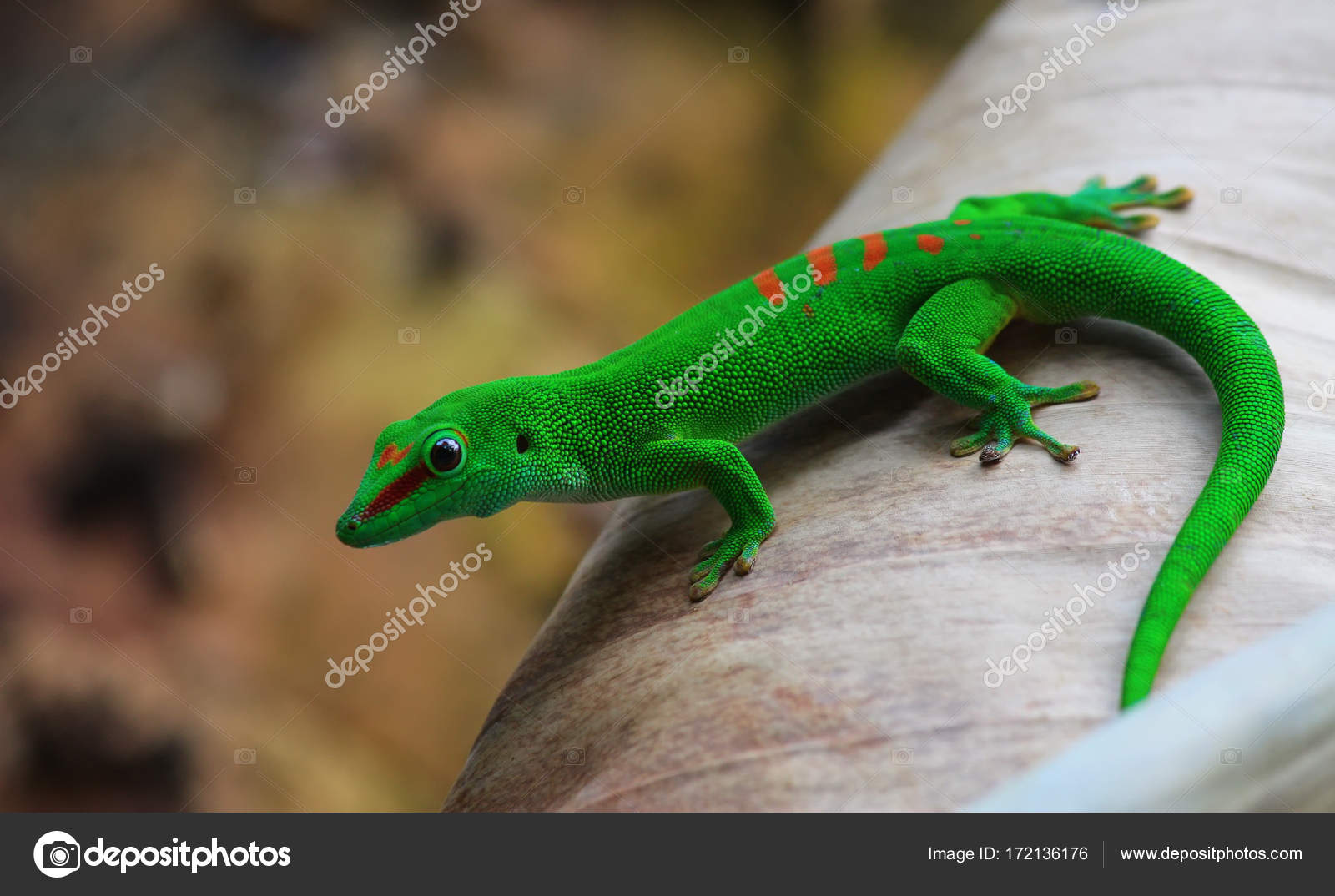 Geco verde en la palma: fotografía de stock © swisshippo #172136176 ...