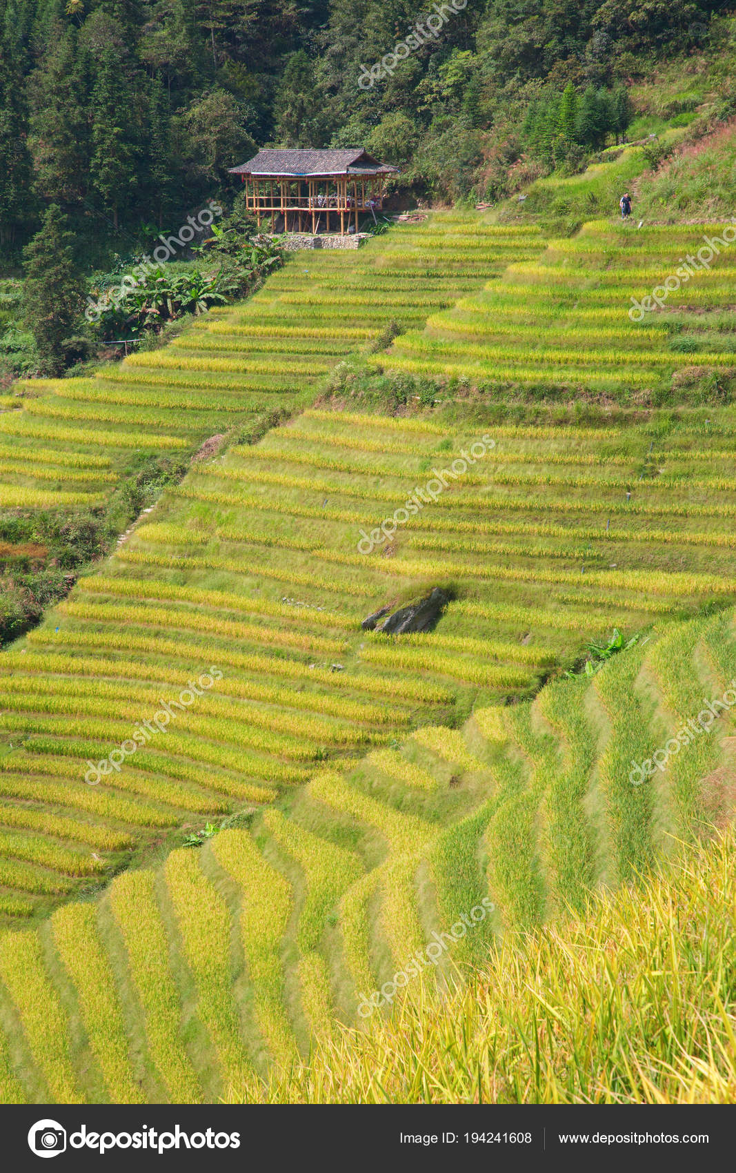 Longsheng Rice Terraces Dragons Backbone Also Known Longji Rice ...