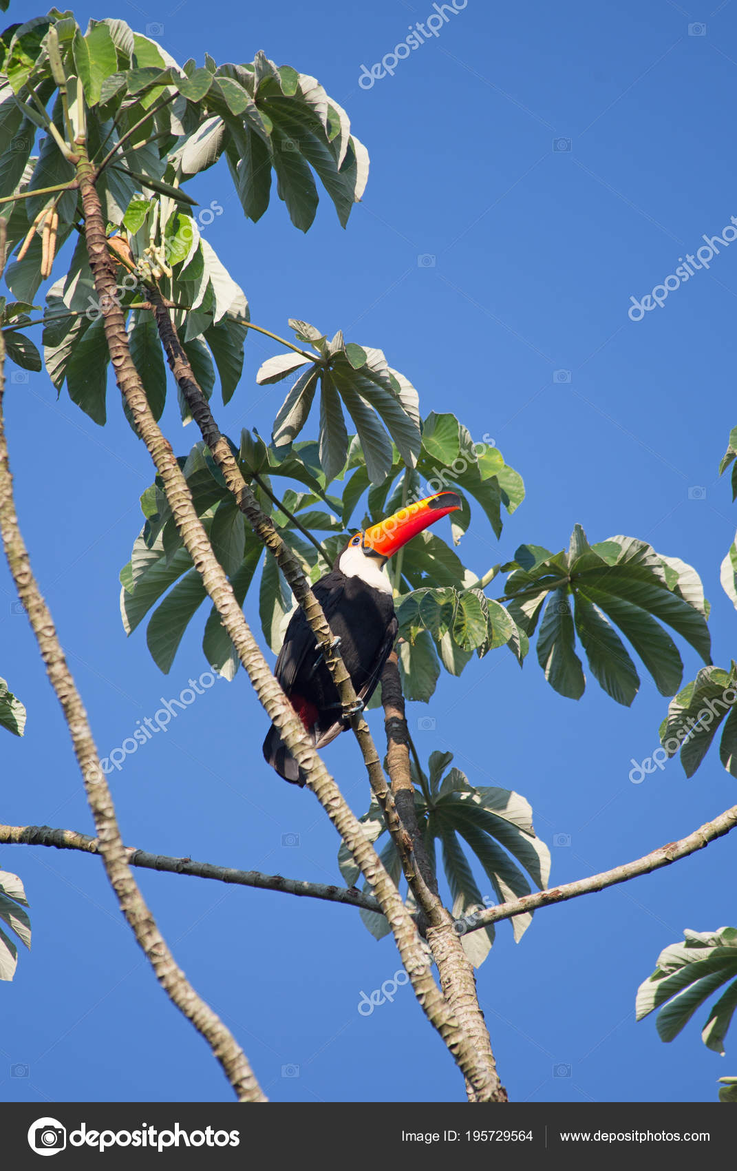 Tucan Colorido Sentado Rama Del Árbol Contra Cielo Azul — Foto de stock ...