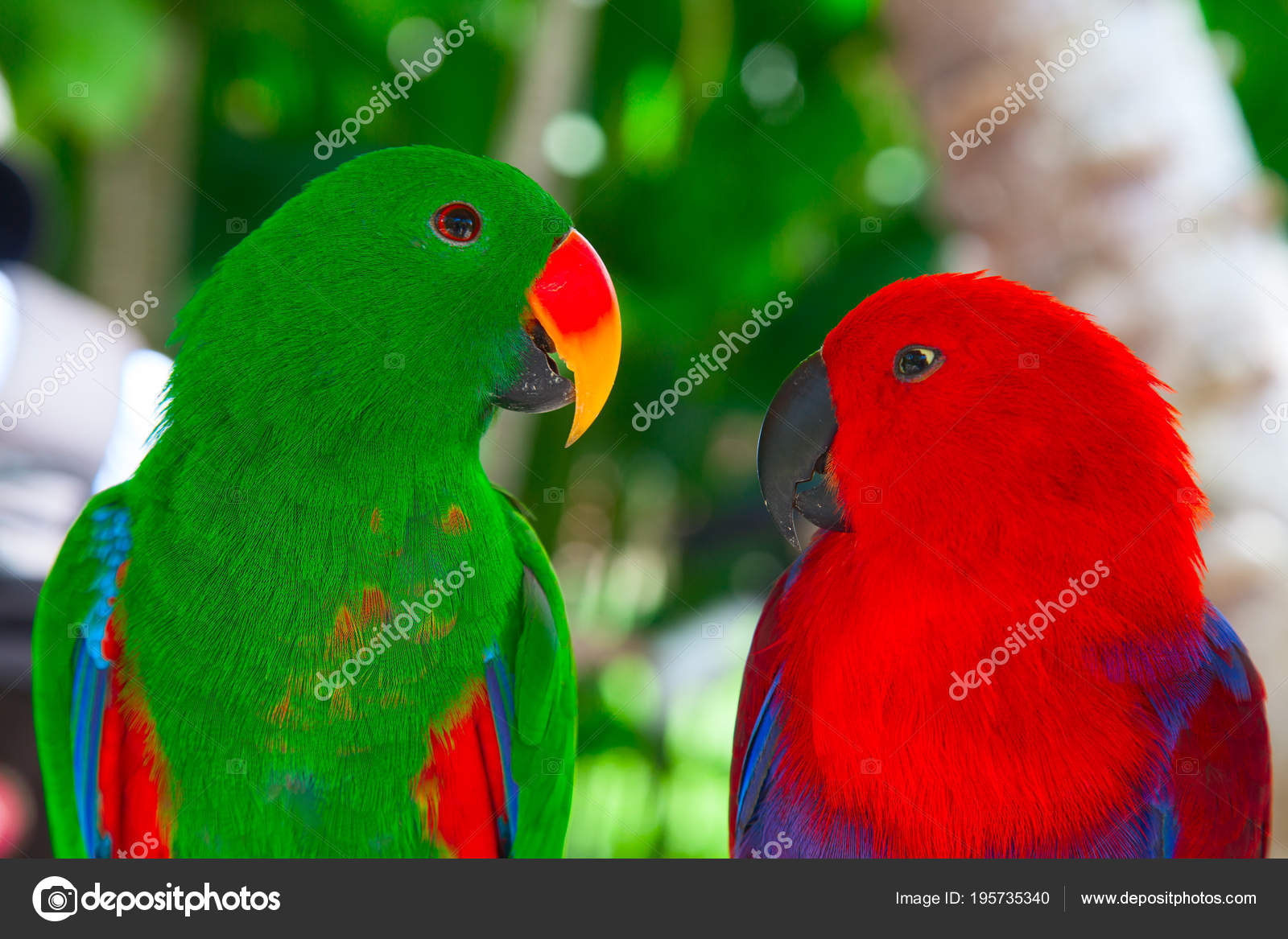 Pair Lori Parrots Sitting Tree Branch — Stock Photo © swisshippo #195735340
