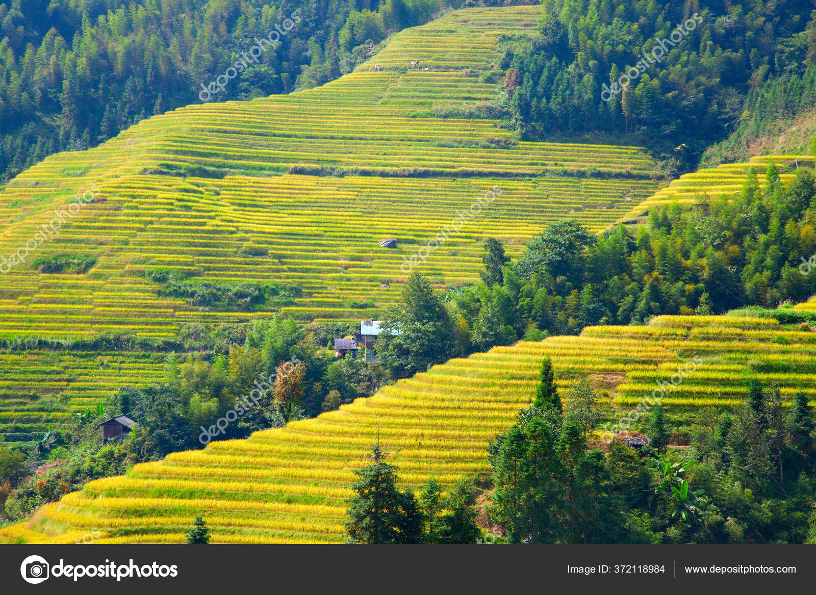 Longsheng Rice Terraces Dragon's Backbone Also Known Longji Rice ...