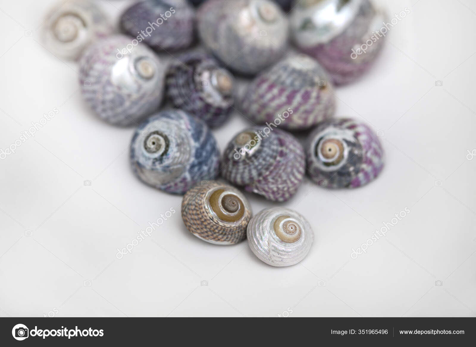 Collection Of Sea Snail Shells Stock Photo by ©Anegada 351965496