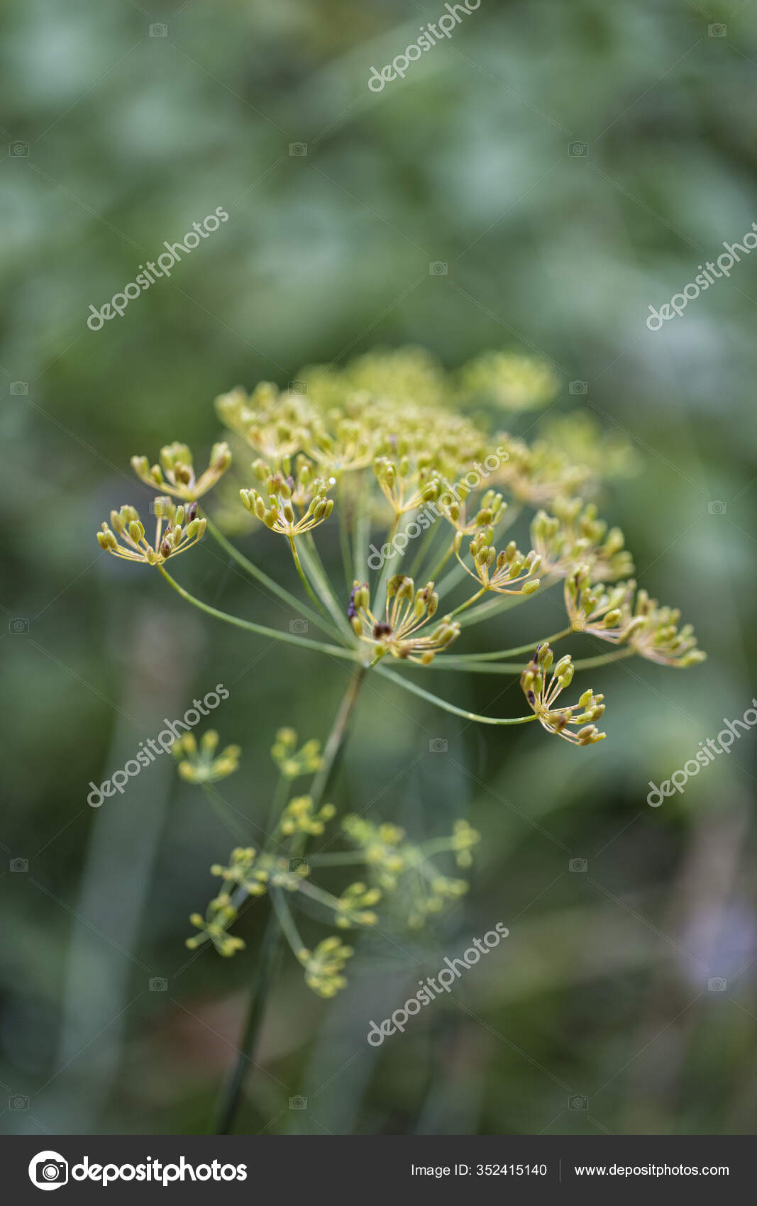 Fragile Flower Across Green Plants Stock Photo by ©Anegada 352415140