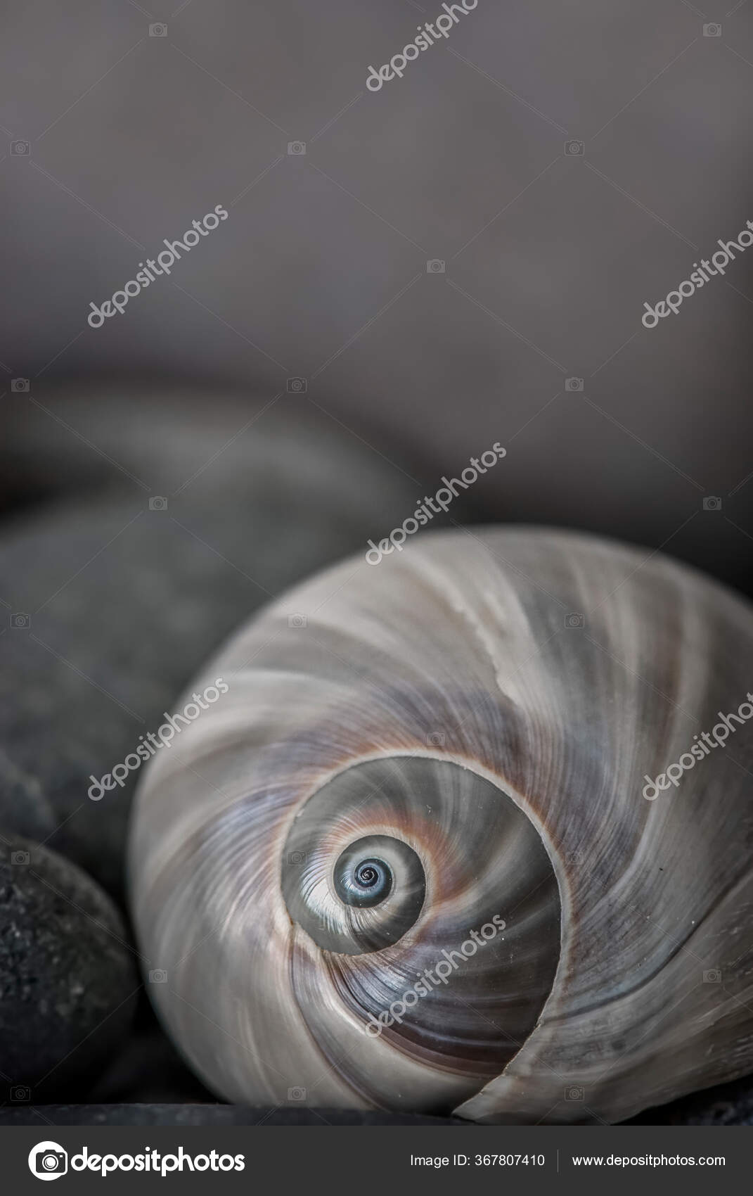 Close Sharks Eye Snail Shell Pebble — Stock Photo © Anegada #367807410