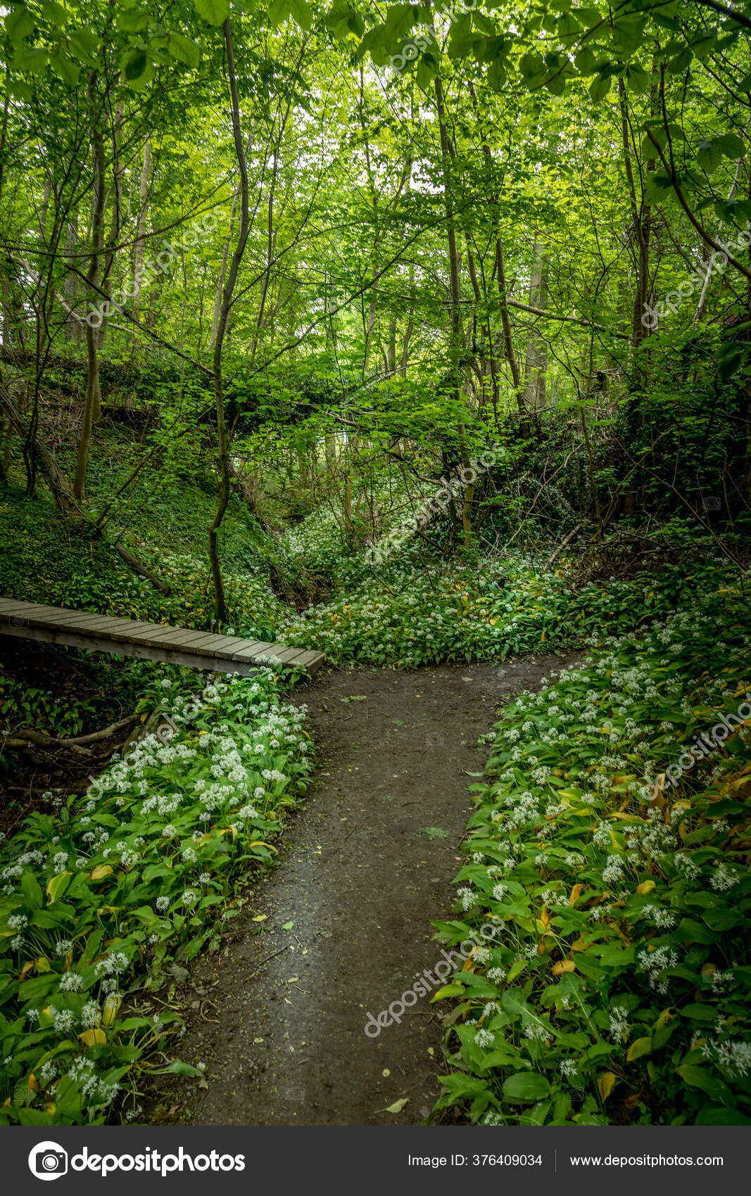 Narrow Forest Path Woods Little Bridge Captured Nature Preserve Trip ...