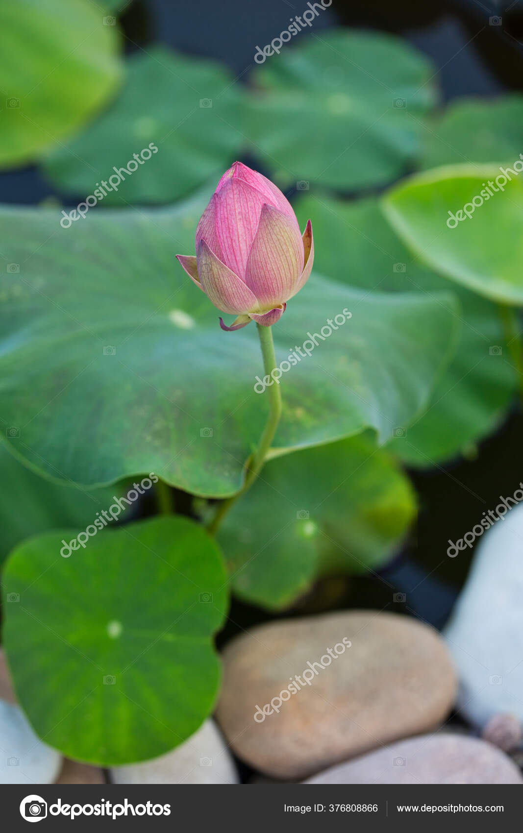 Pink Lotus Flower About To Bloom Stock Photo by ©Anegada 376808866