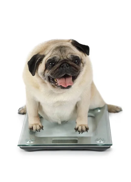 Dog on scales Stock Photos, Royalty Free Dog on scales Images ...