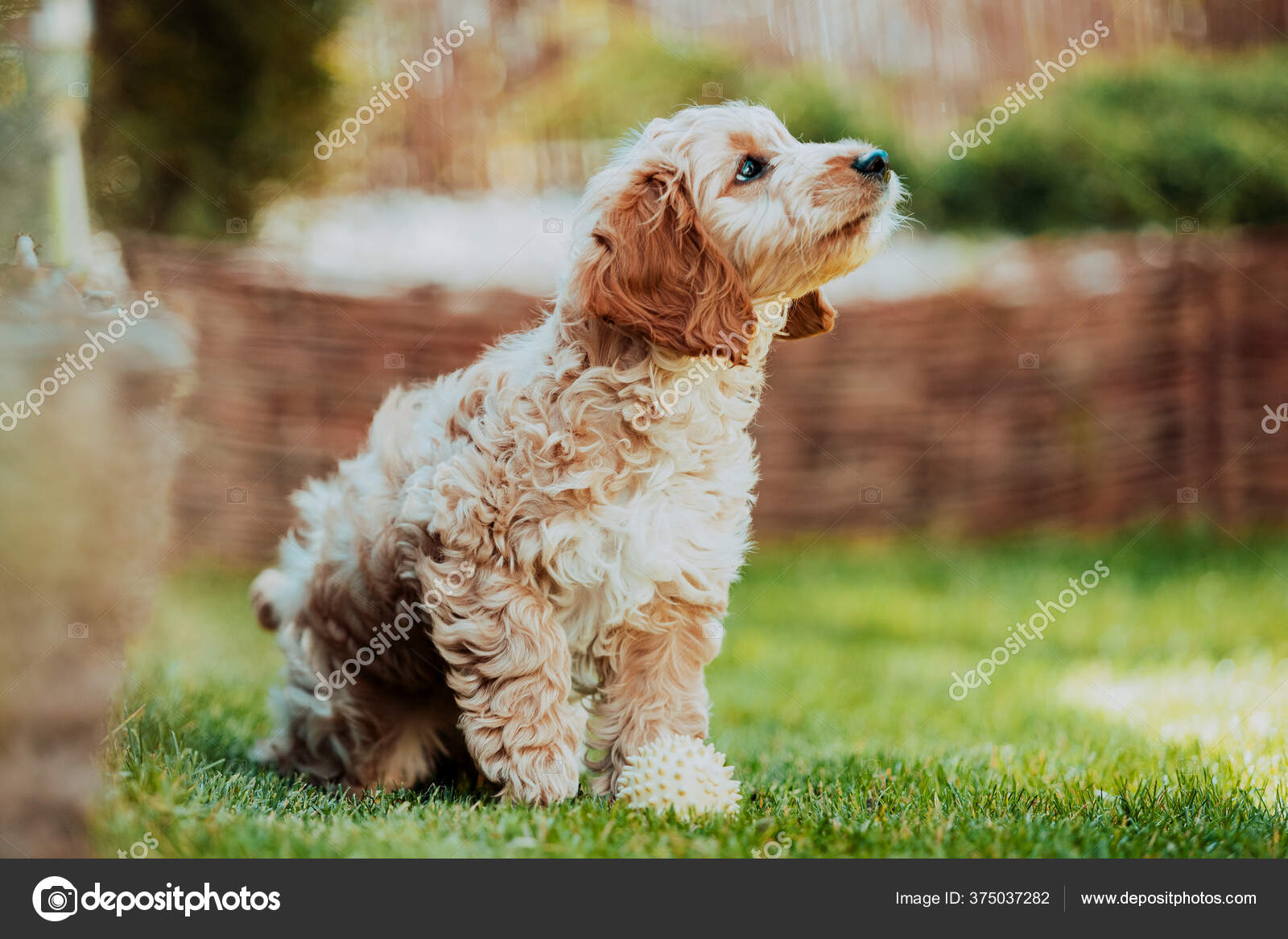 Cockapoo White