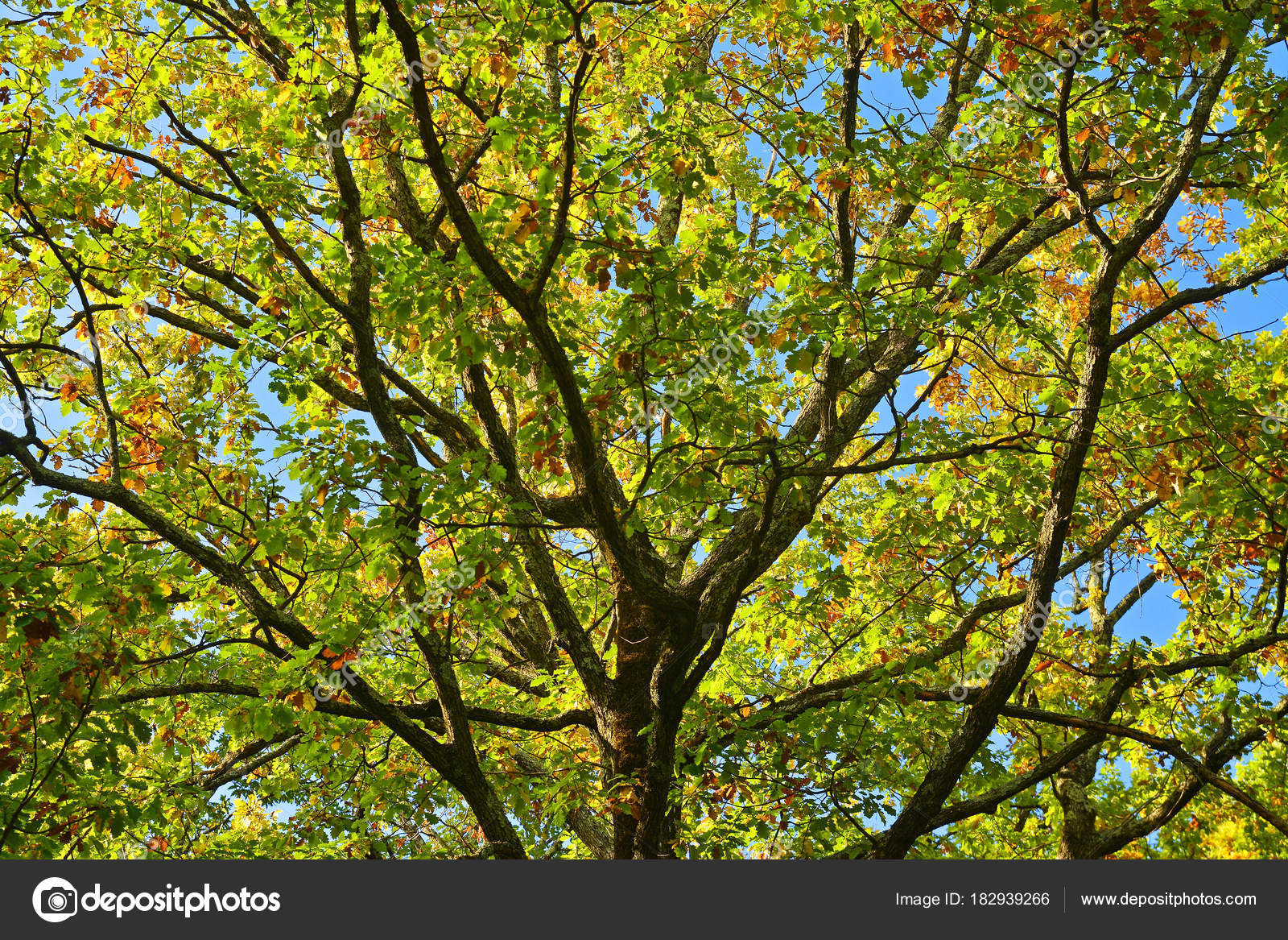 Old oak branches — Stock Photo © ibogdan #182939266